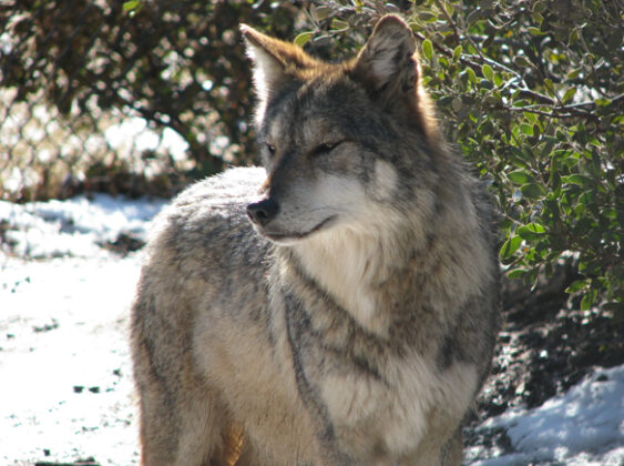 September ushers in opportunity for rare look at wolves | The Alpine Sun