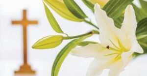 Meanings behind the Easter lily | The Alpine Sun