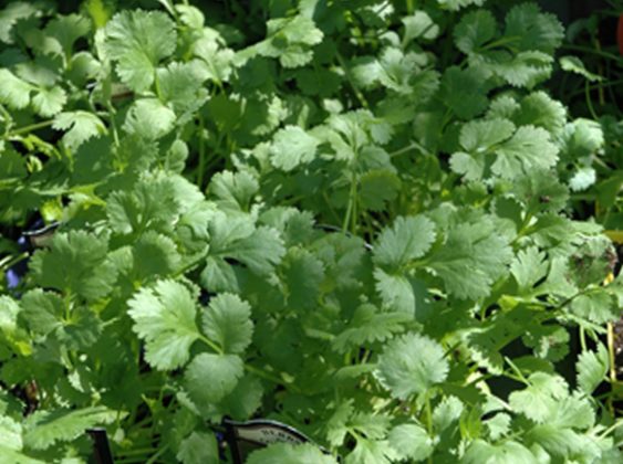 Harvest, grow and enjoy all parts of cilantro this season | The Alpine Sun