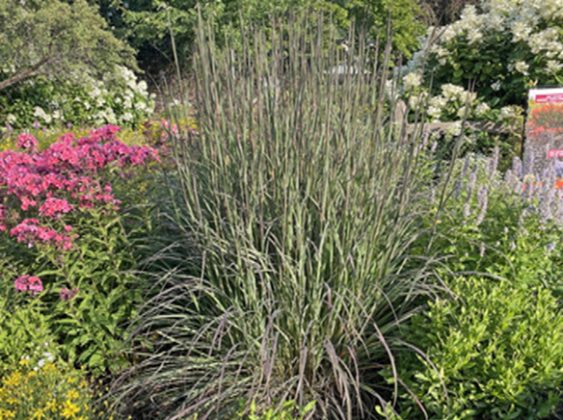 Winning perennials for your gardens | The Alpine Sun